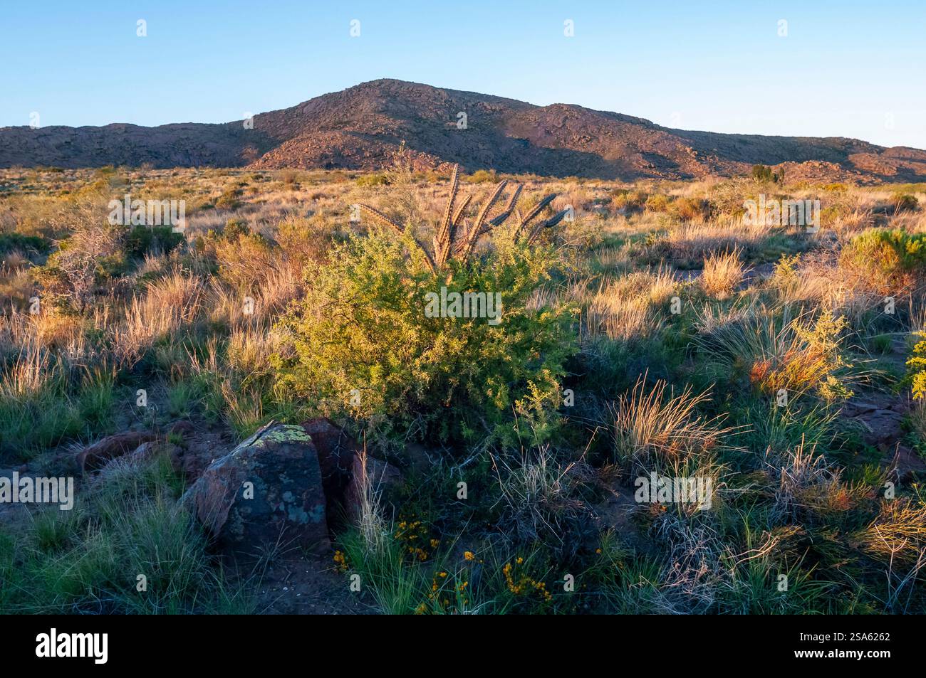 Creosote bush, Lihue Calel National Park, La Pampa, Argentina Stock ...
