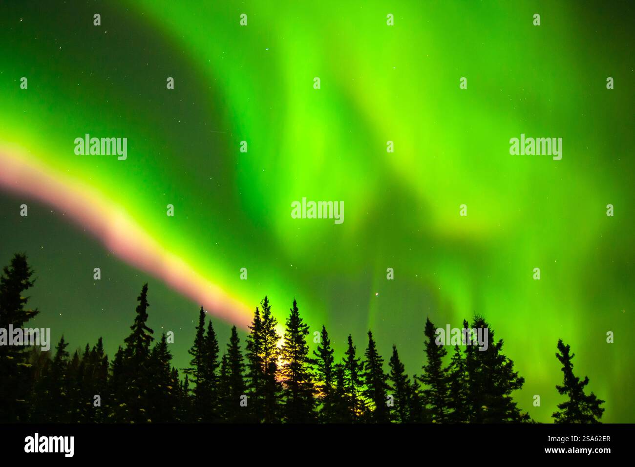 USA, Alaska, Chena Hot Springs Resort. Aurora borealis fills night sky ...