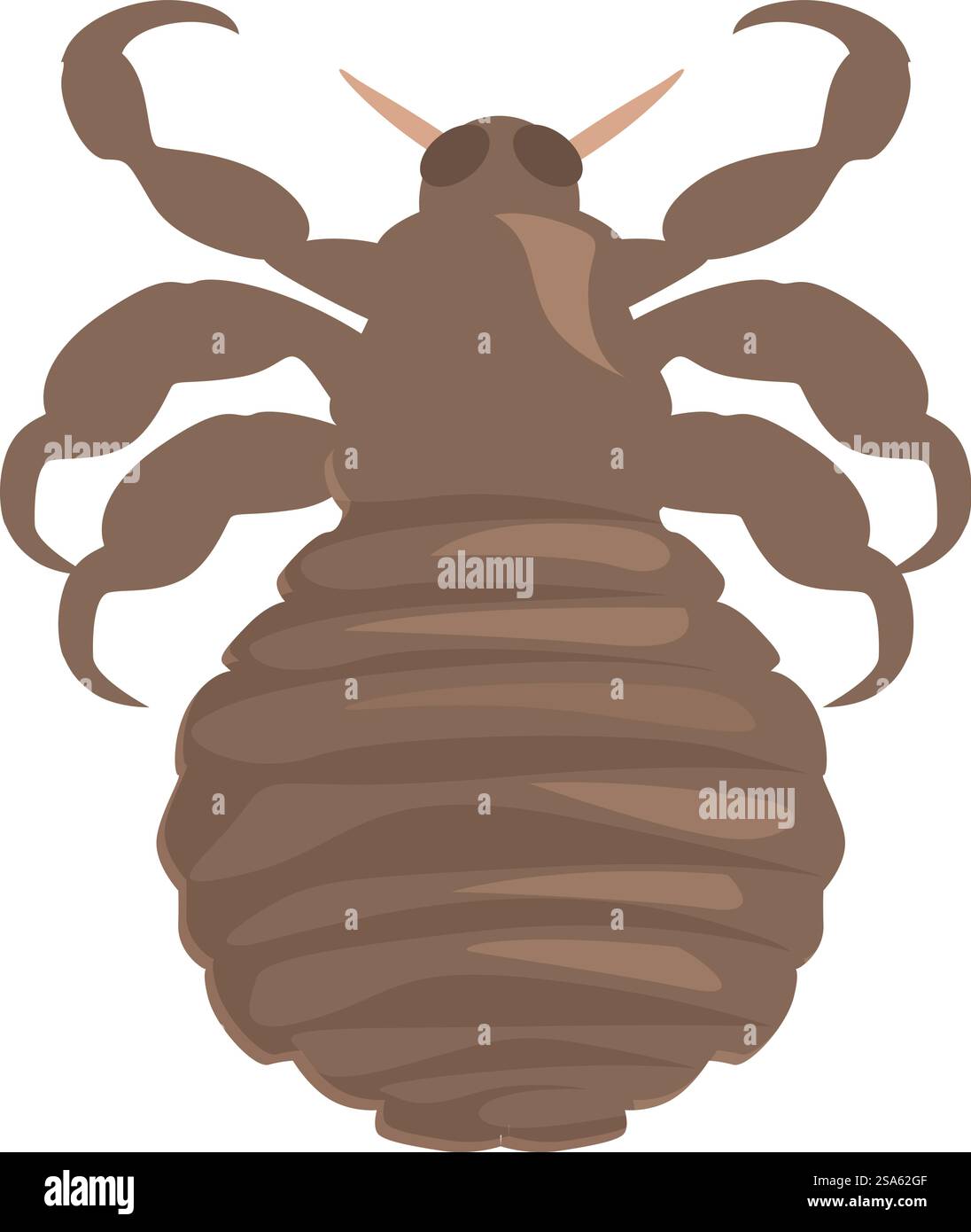 Brown body louse spreading infection through bite, top view of parasite ...