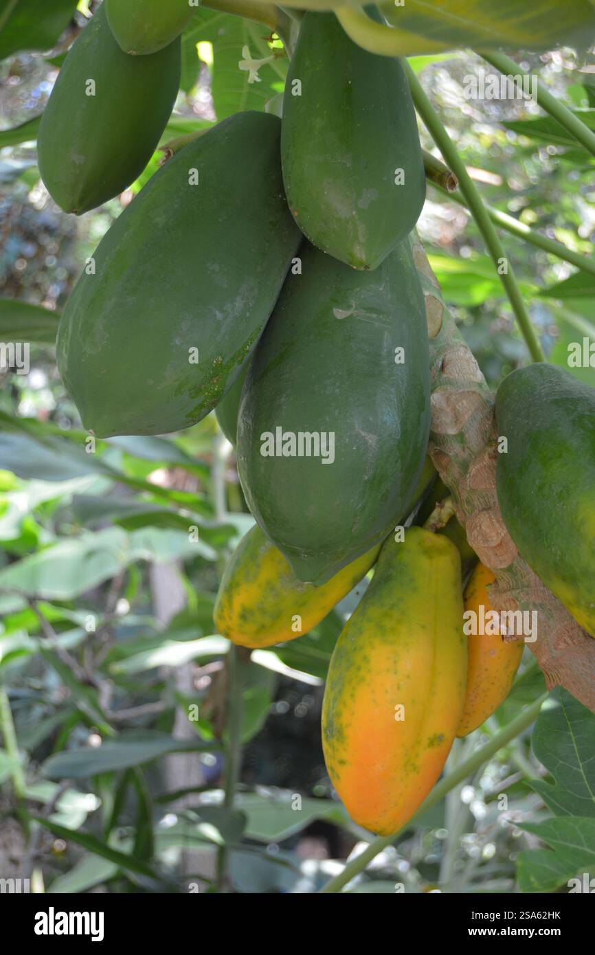 Pawpaw papaya tree fruits hi-res stock photography and images - Alamy