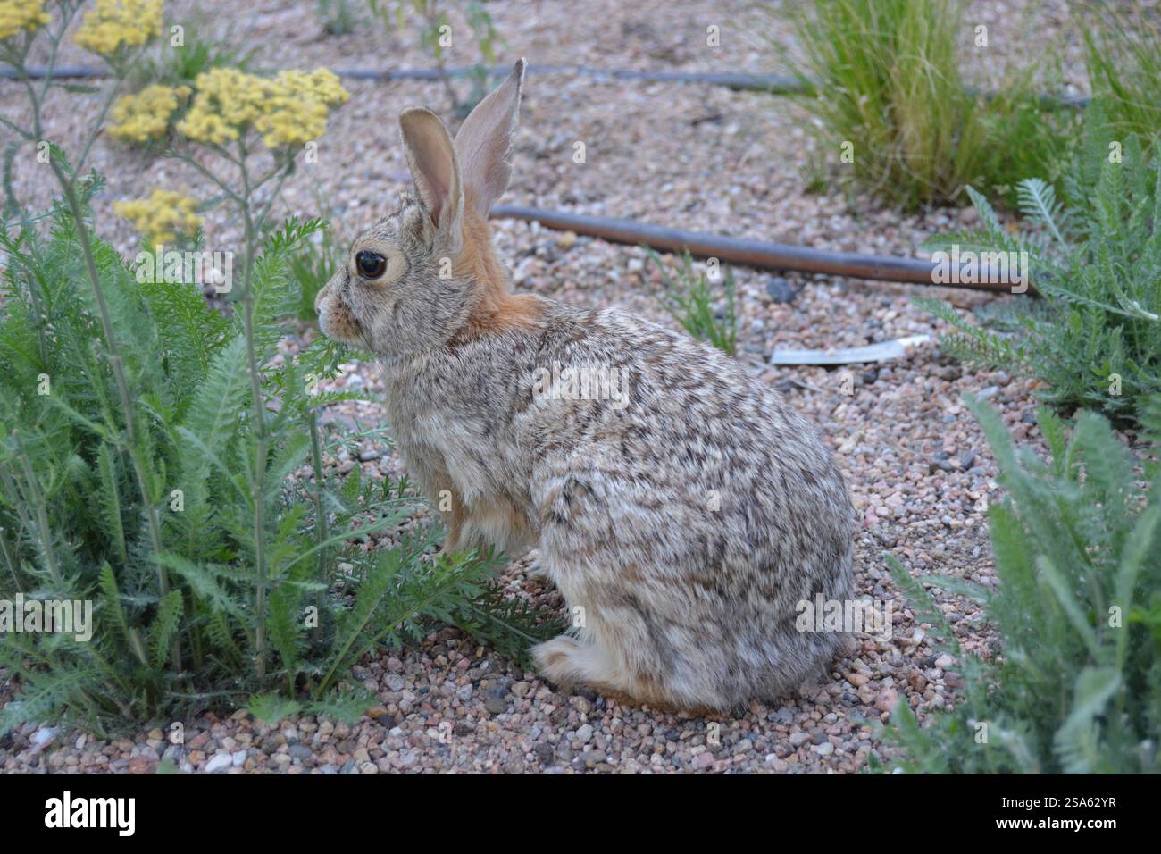 Wild desert cottontail sylvilagus hi-res stock photography and images ...