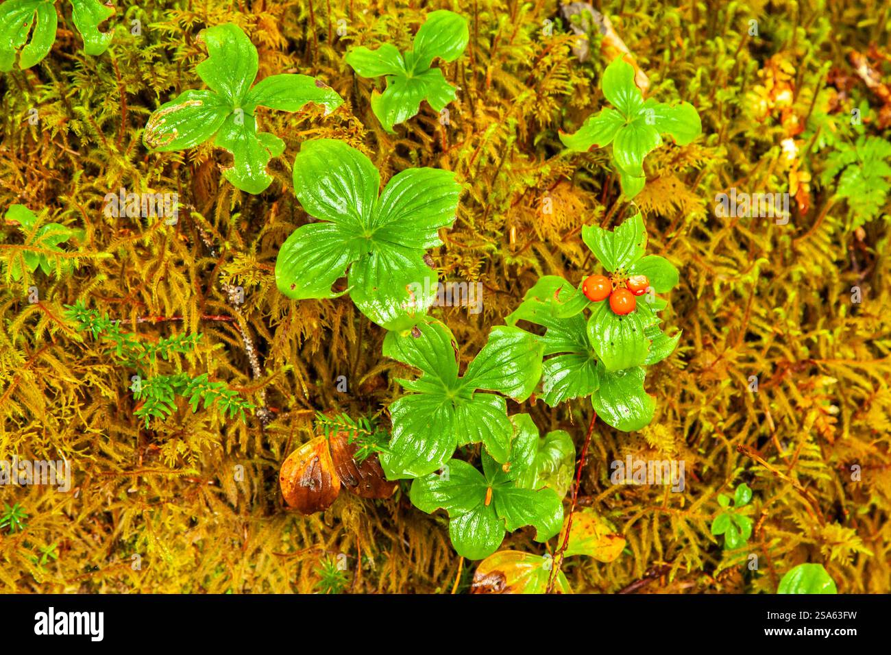 USA, Alaska, Tongass National Forest. Vegetation berries next to Anan ...