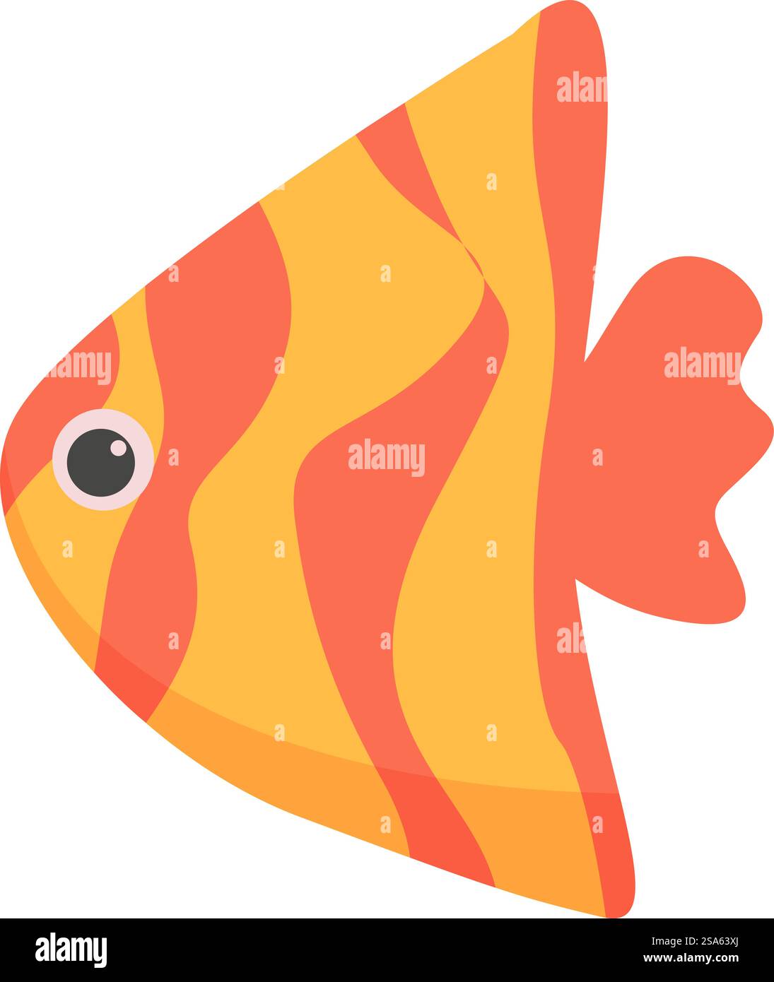 Orange and yellow freshwater angelfish swimming in profile. Orange ...