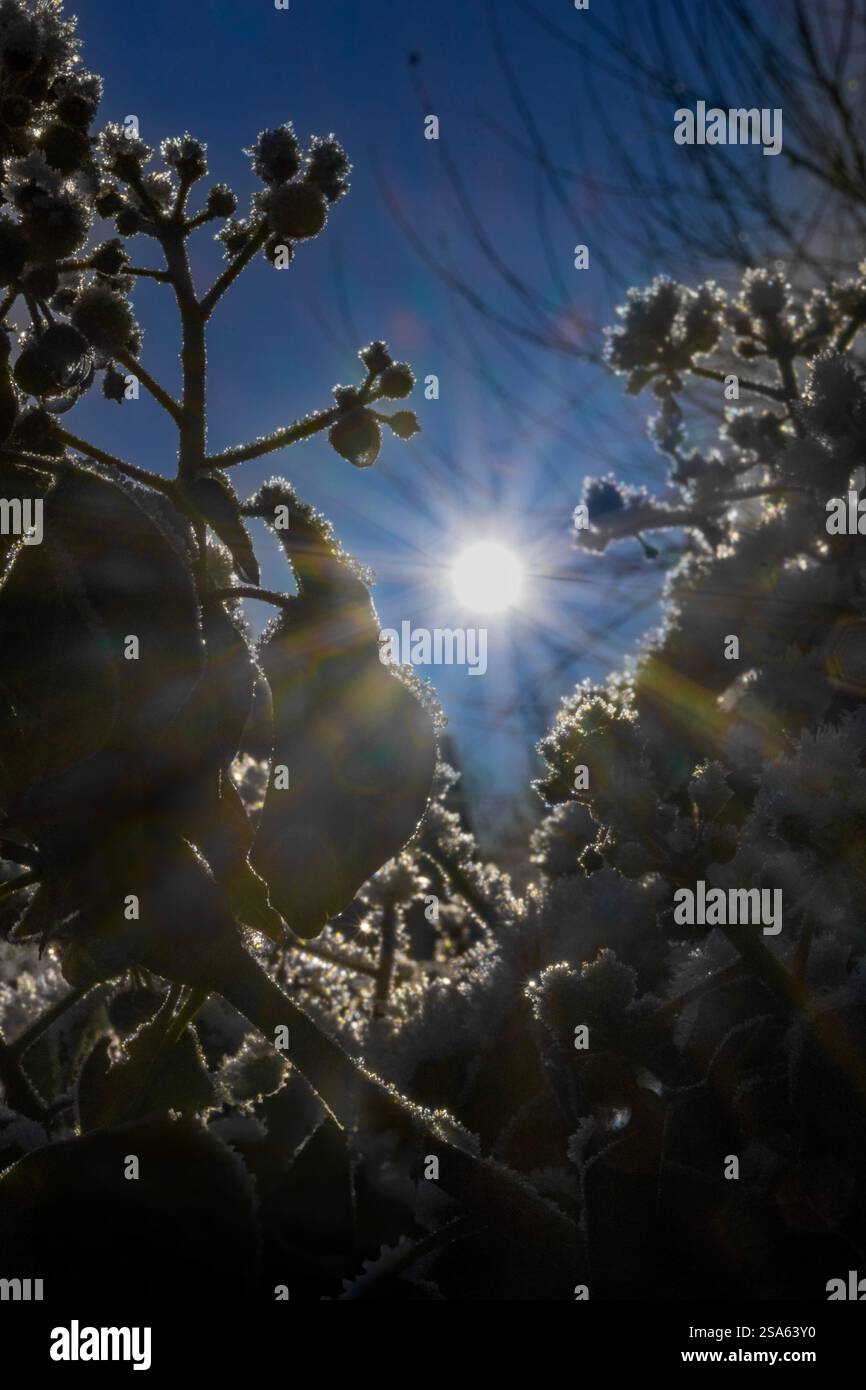 Winter Sun and Frost Stock Photo - Alamy