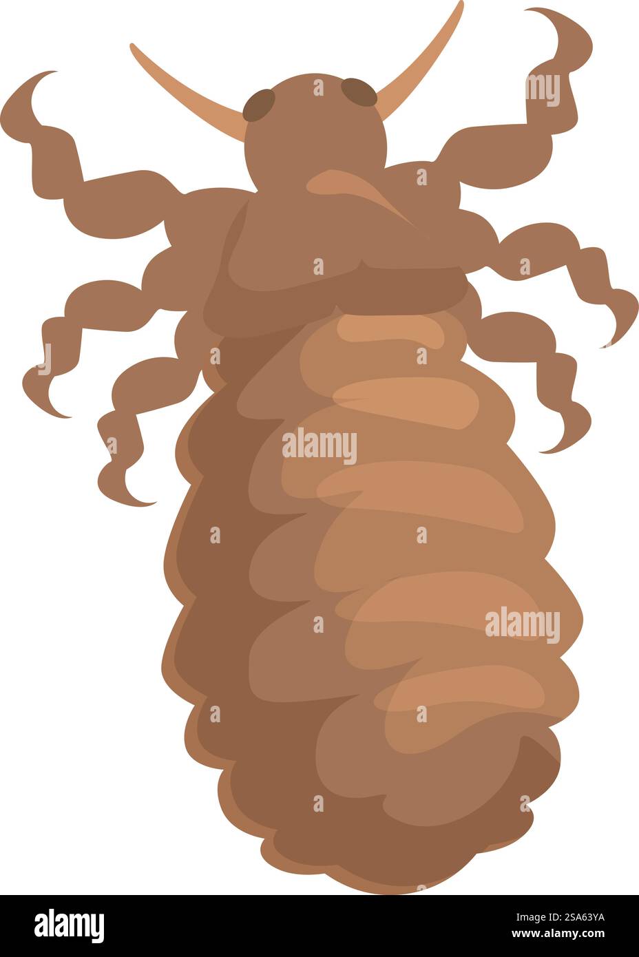 Body louse insect spreading disease showing back view Stock Vector ...