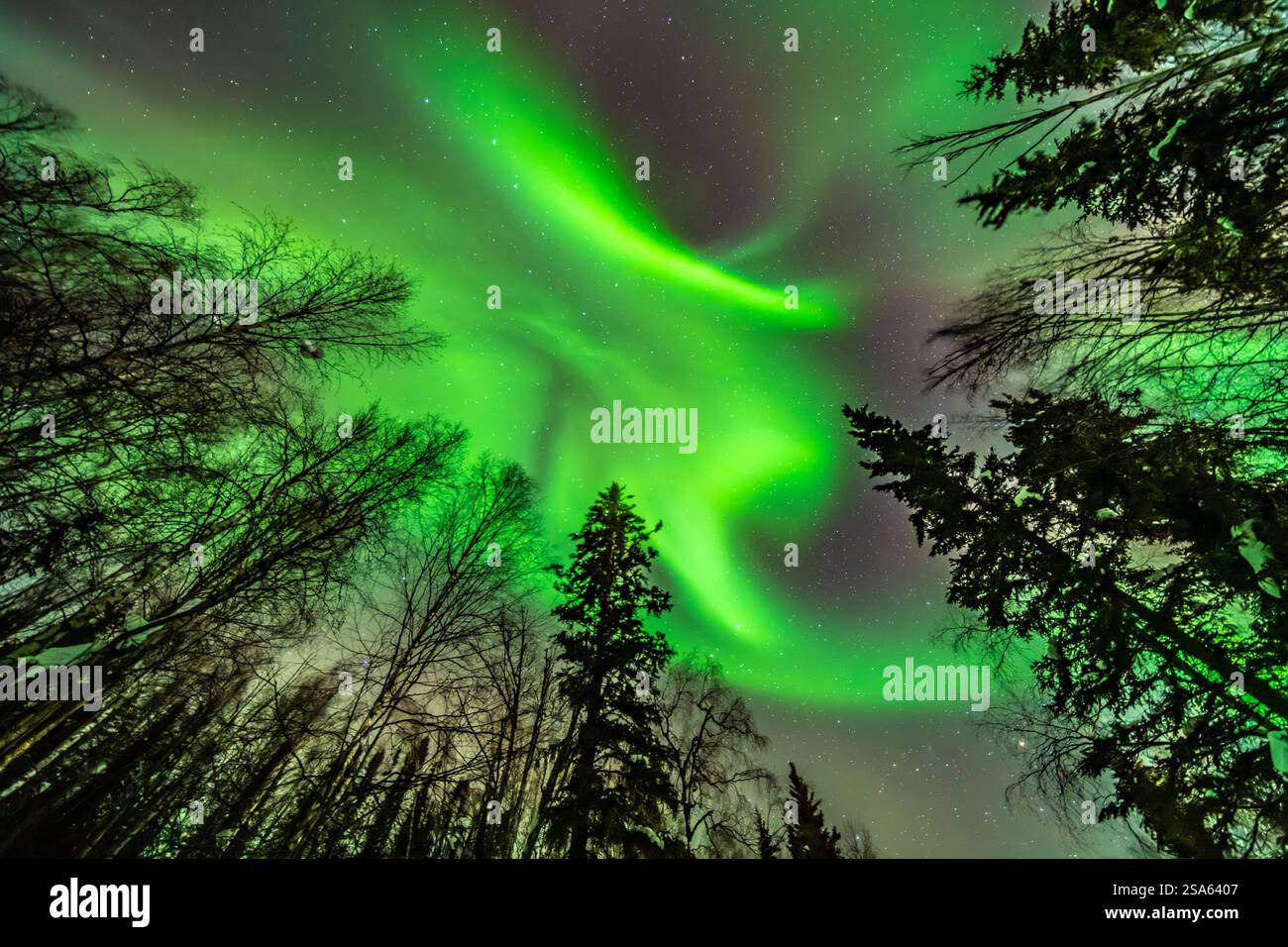 USA, Alaska, Fairbanks. Northern lights and stars Stock Photo - Alamy