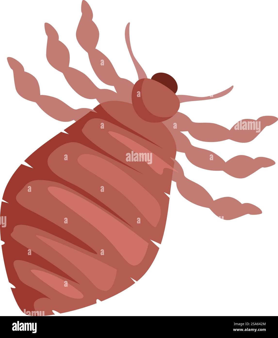 Louse insect with many legs spreading infection through bloodsucking ...