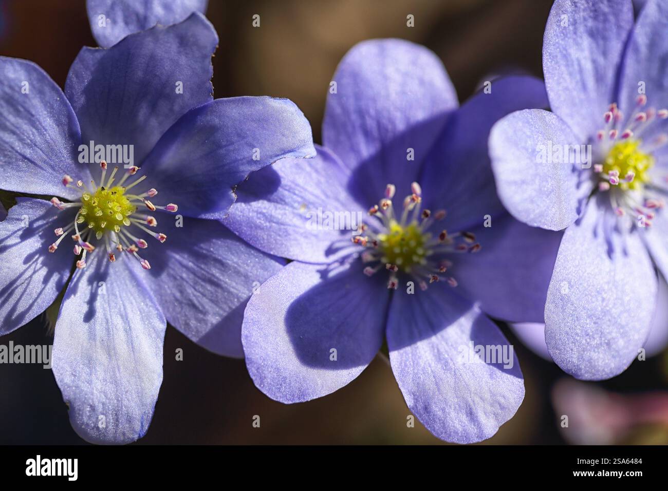 Fabulous view of round-lobed hepatica flower. Shallow depth of field ...