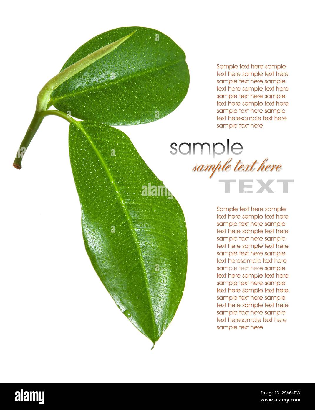 Ficus leaves Isolated on white background Stock Photo - Alamy