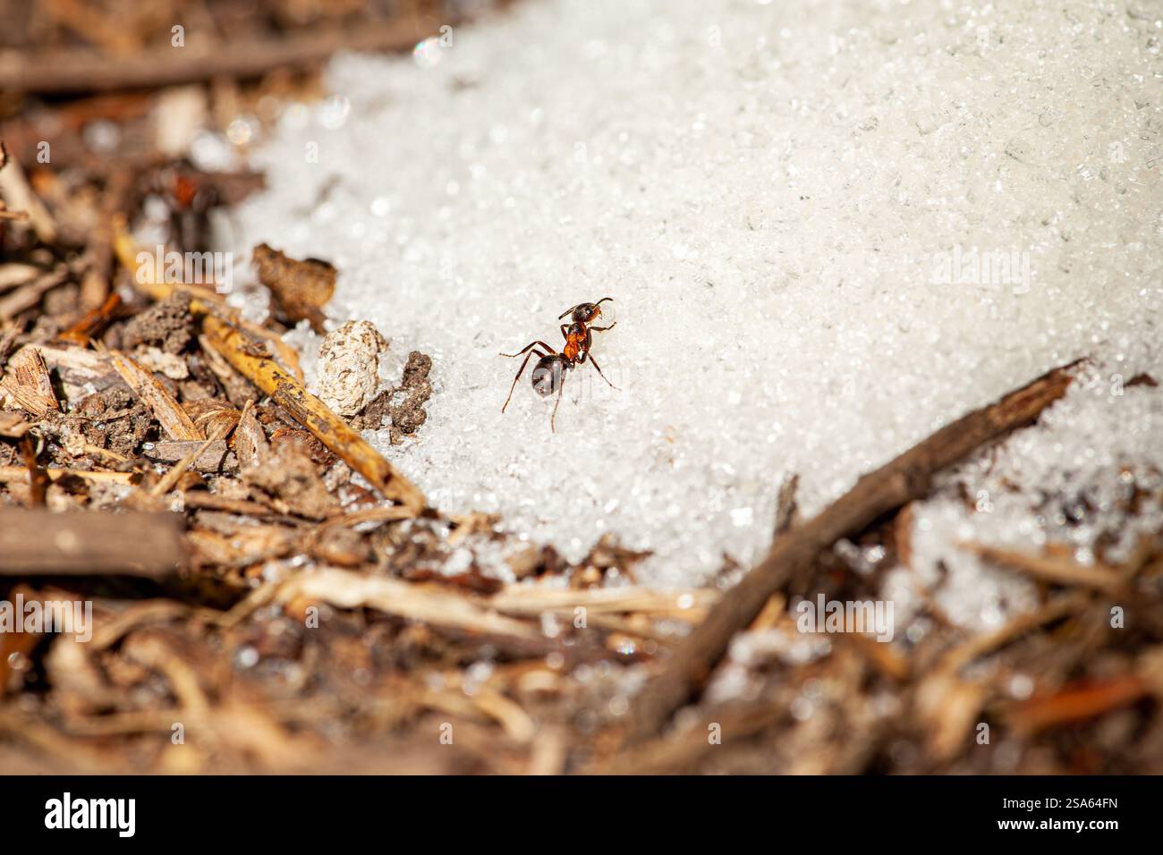 Macro picture of an ant that gets crystal sprinkles from sugar and ...