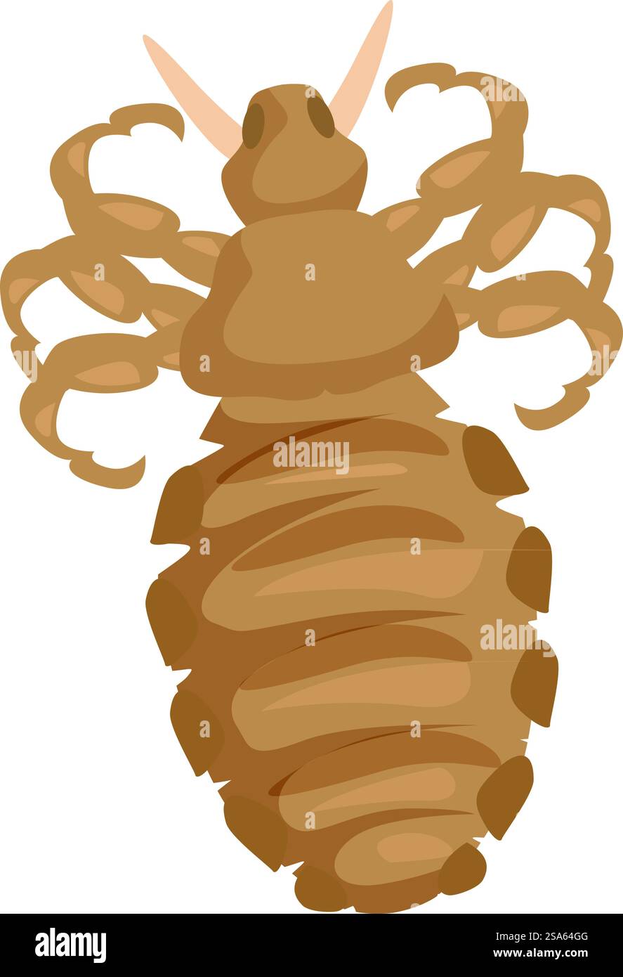 Body louse insect showing six legs and two antennae. Body louse insect ...
