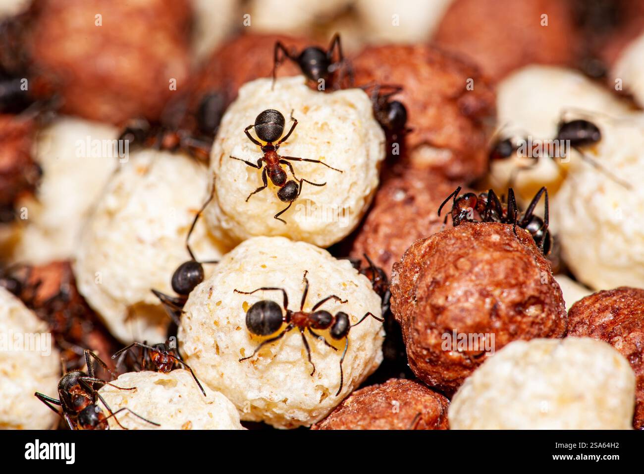 Ants carrying their larvae and pupae into the understory after their ...