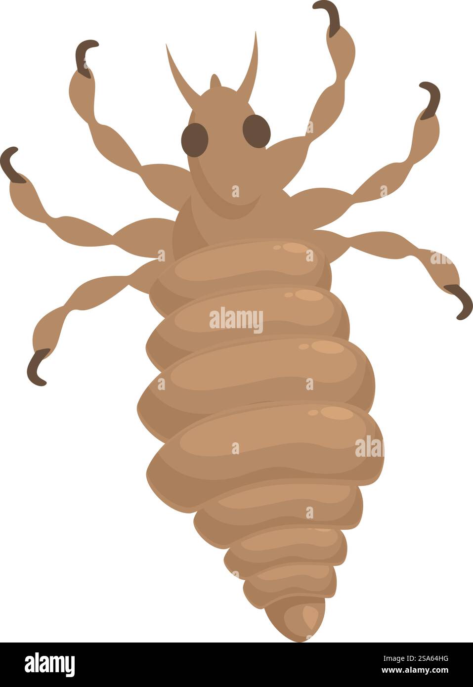 Body louse insect spreading disease through blood sucking. Body louse ...