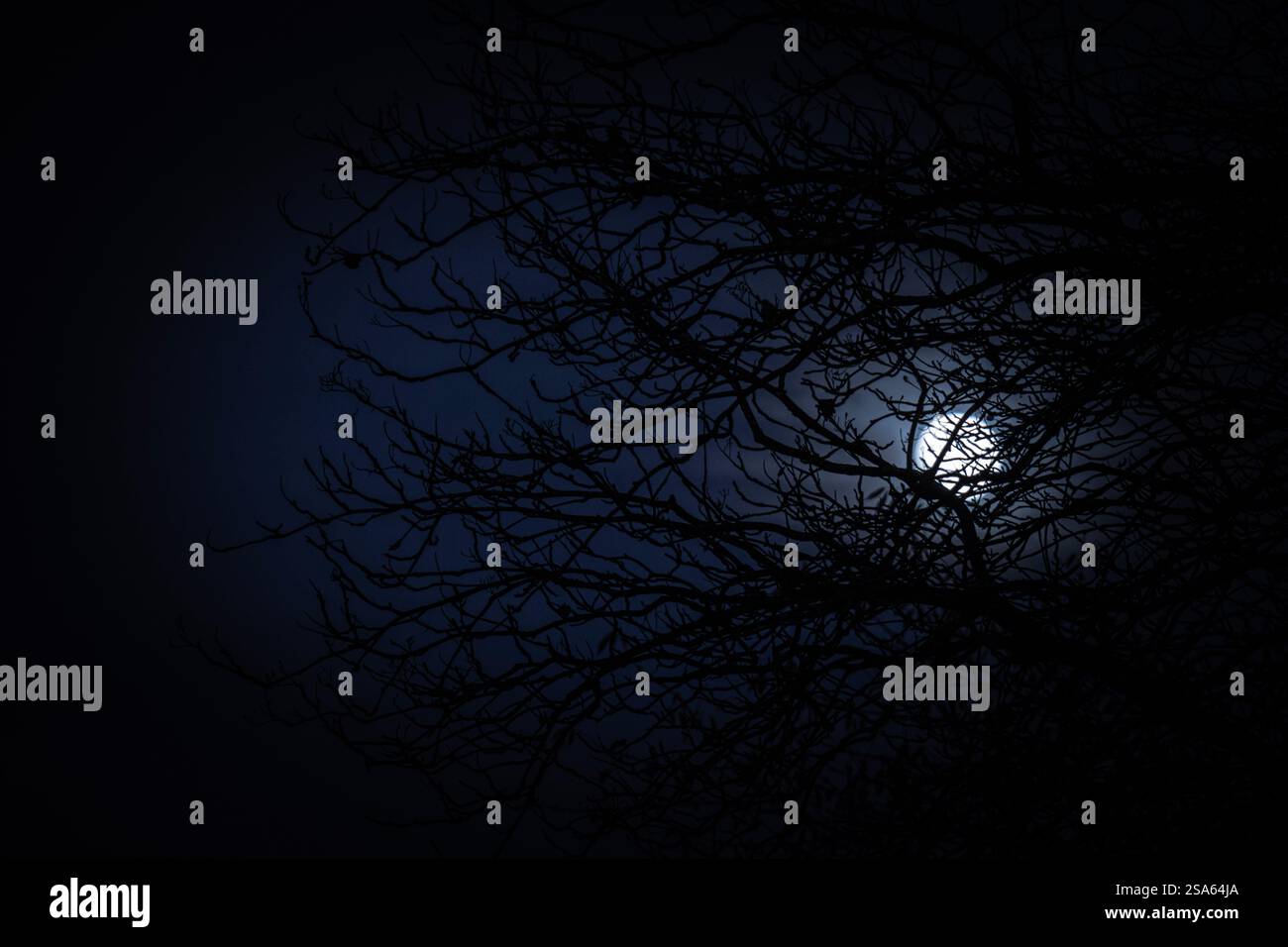 Moon in between tree leaves hi-res stock photography and images - Alamy