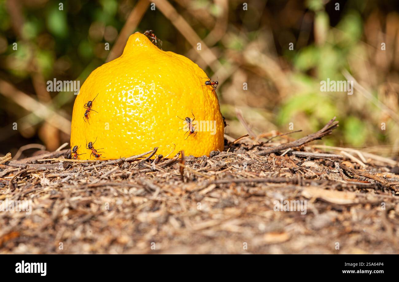Macro picture of a group of ants eating from a lemon that fell on their ...