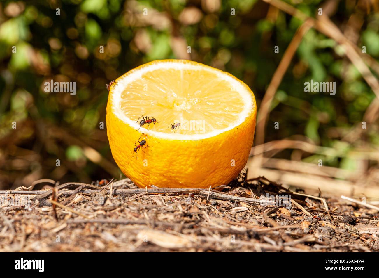 Macro picture of a group of ants eating from a lemon that fell on their ant colony called an ...