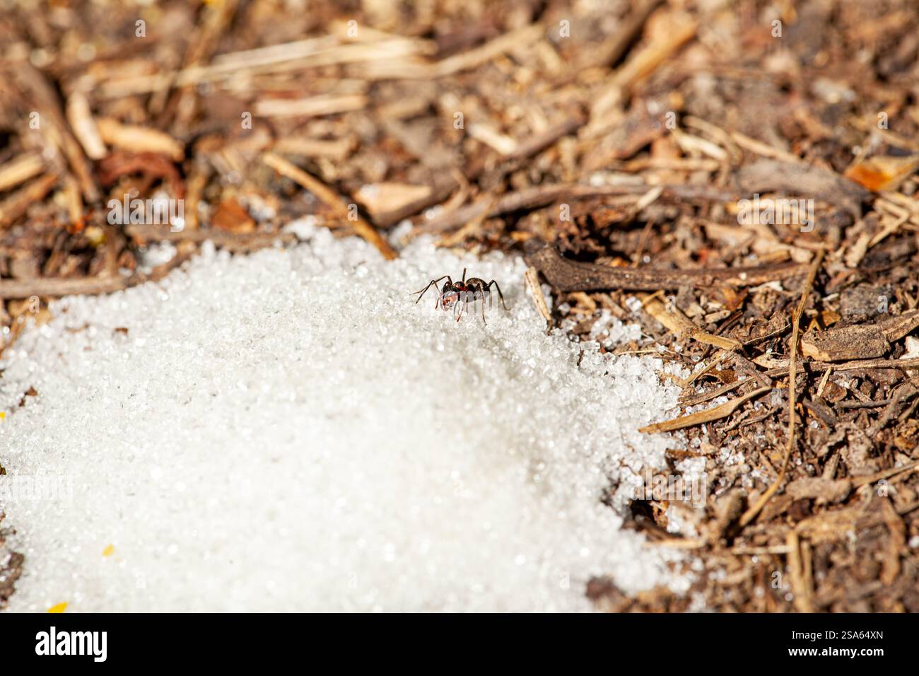 Macro picture of an ant that gets crystal sprinkles from sugar and ...
