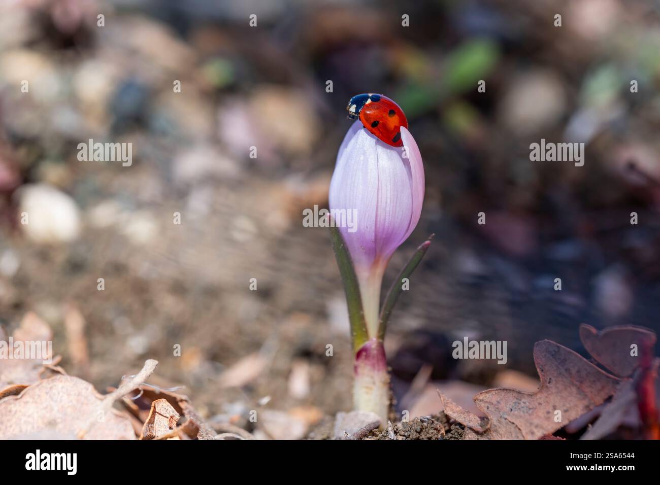 A ladybug sits on a purple flower. The flower is small and has a red ...