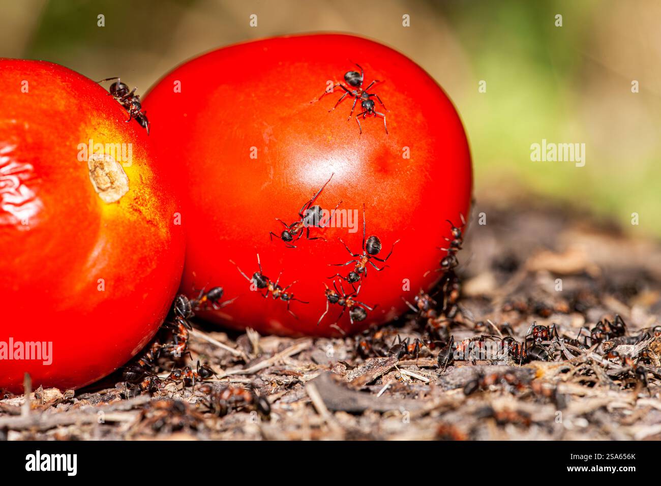 Macro picture of a tomato cut in half and pictured on an anthill where ...