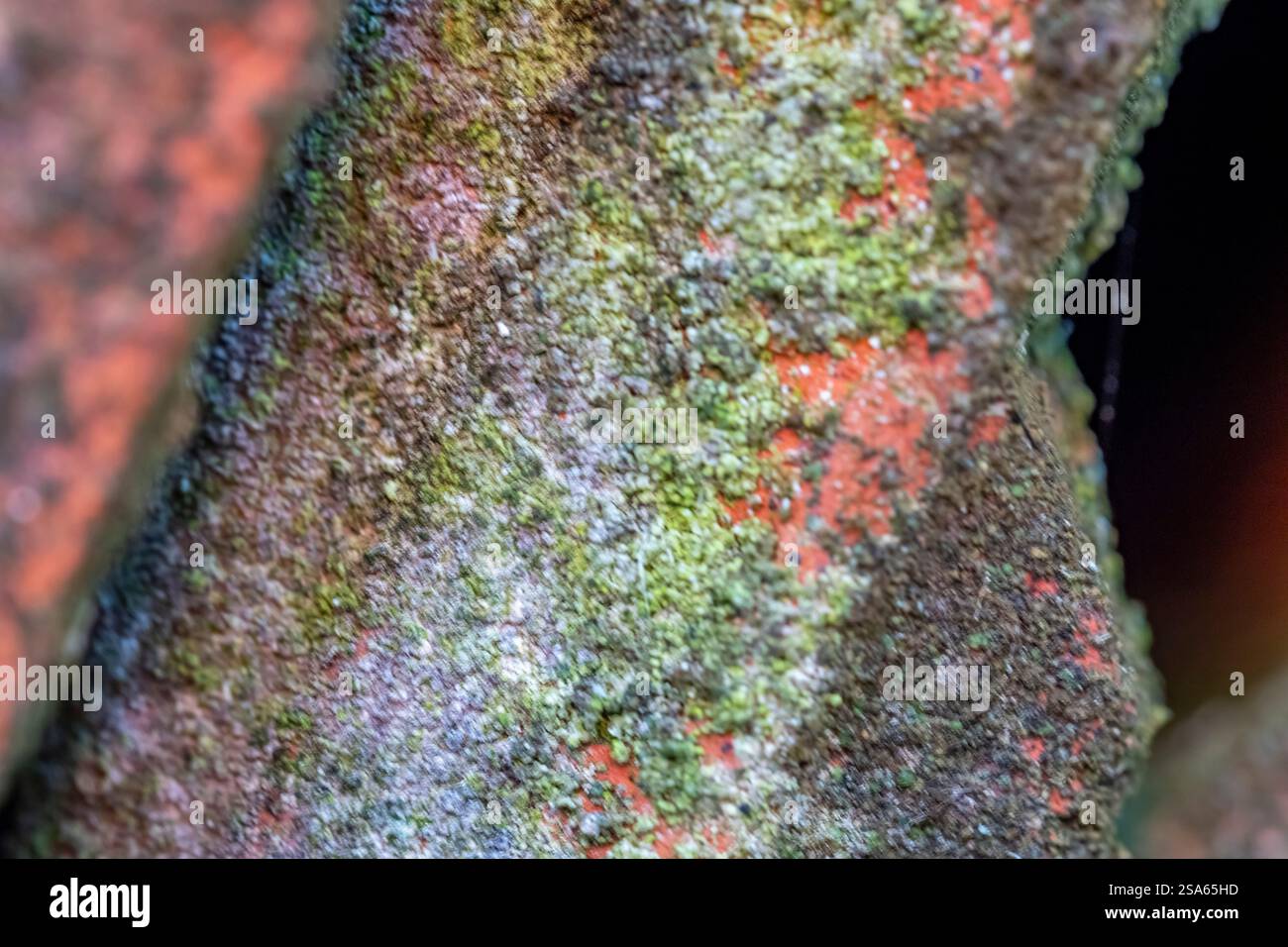 A wall covered in green and red moss, with a red and green color scheme ...