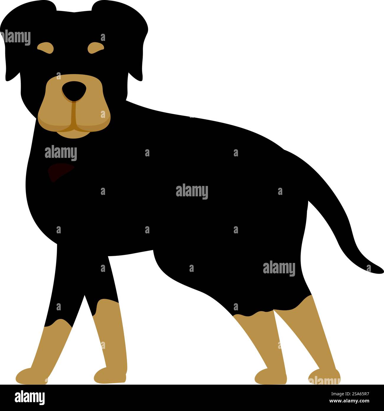 Rottweiler dog standing on all fours looking forward. Rottweiler dog ...