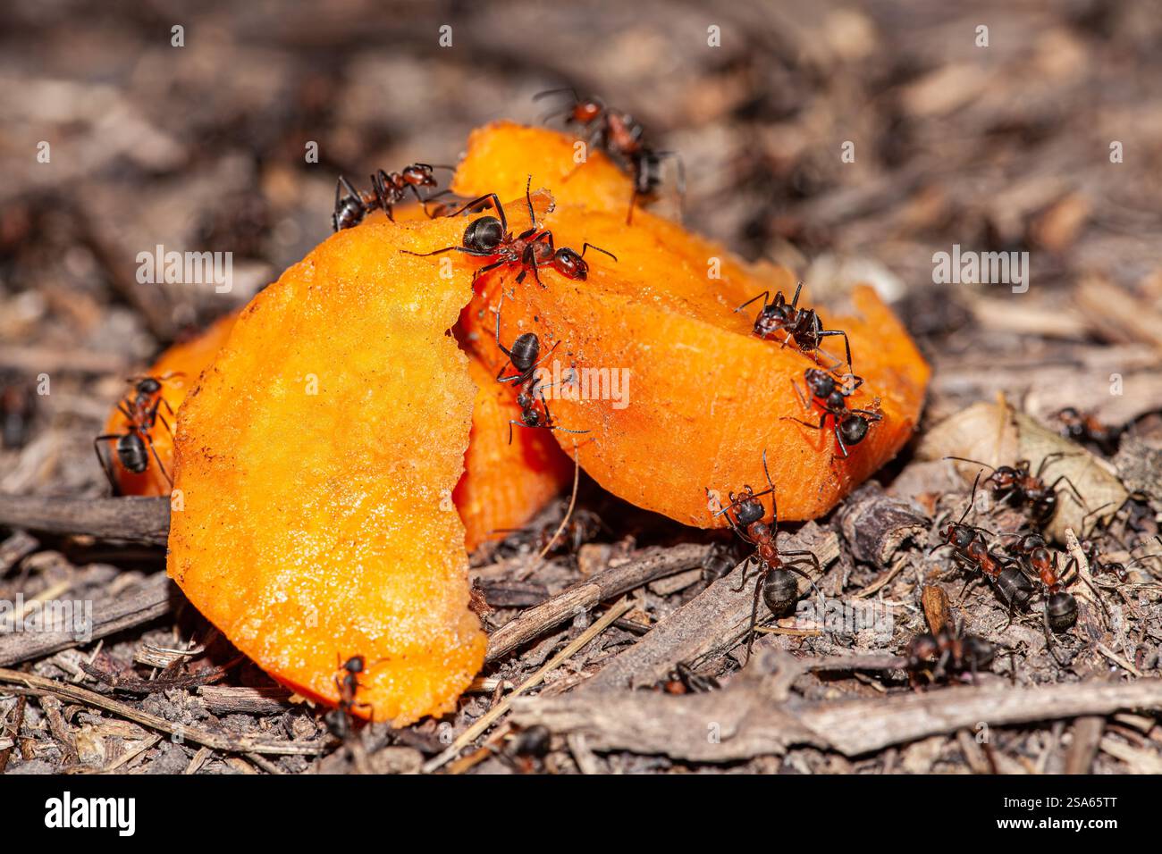 Macro picture of a colony of ants that brought some very ripe orange ...
