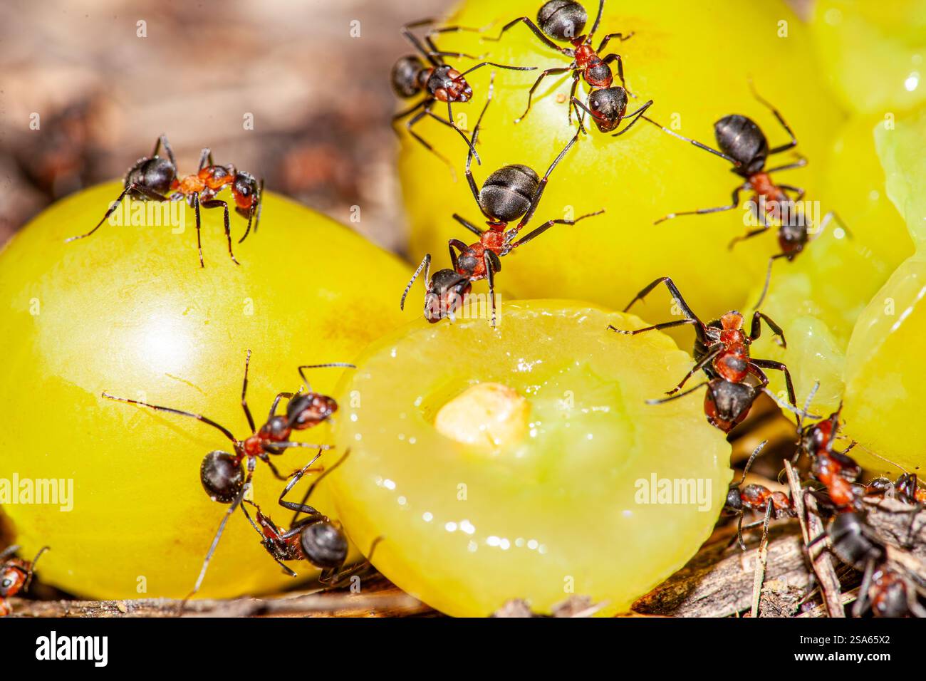 Macro picture of how a colony of ants eats the best of this apple grape ...