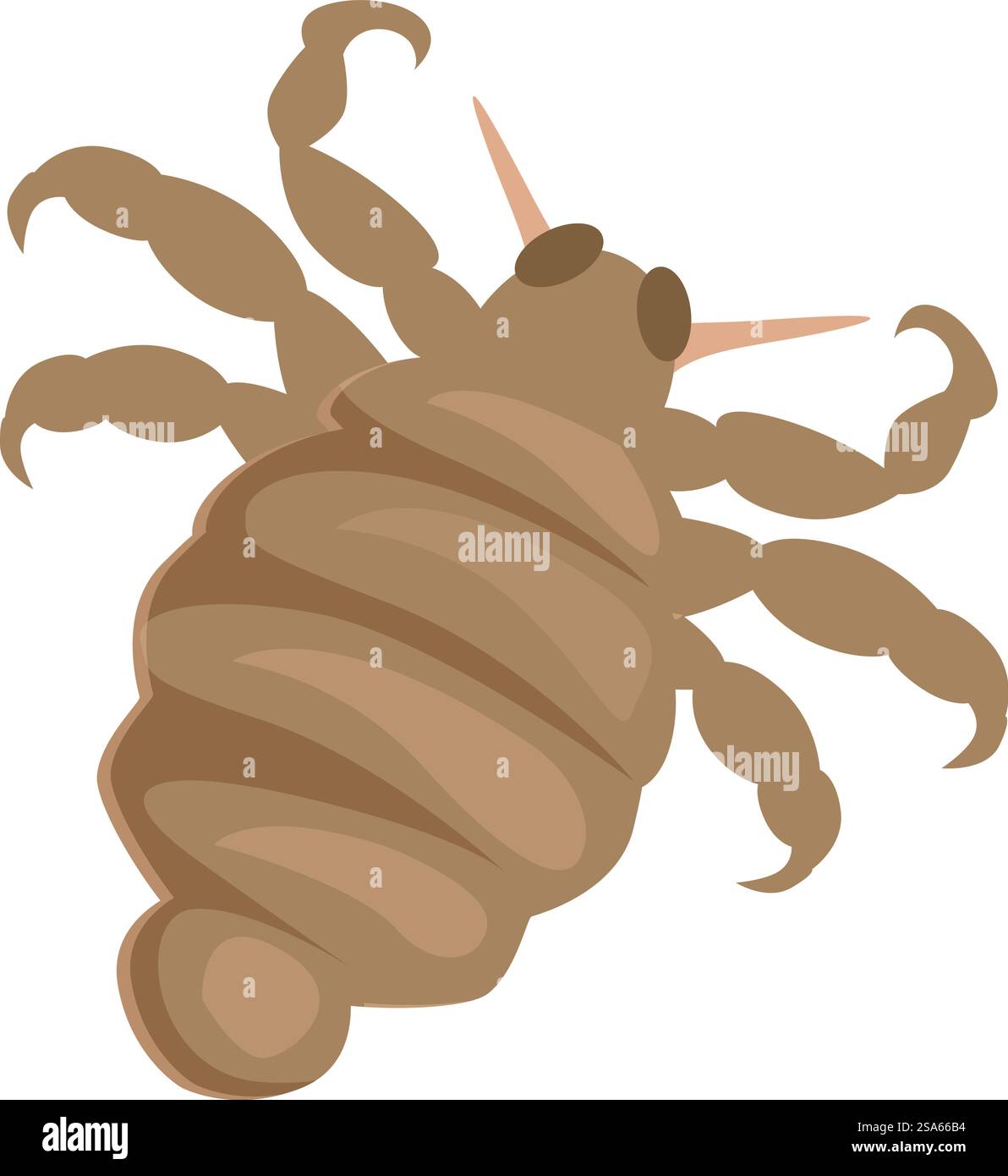 Louse insect spreading infection through bite on skin, dangerous ...