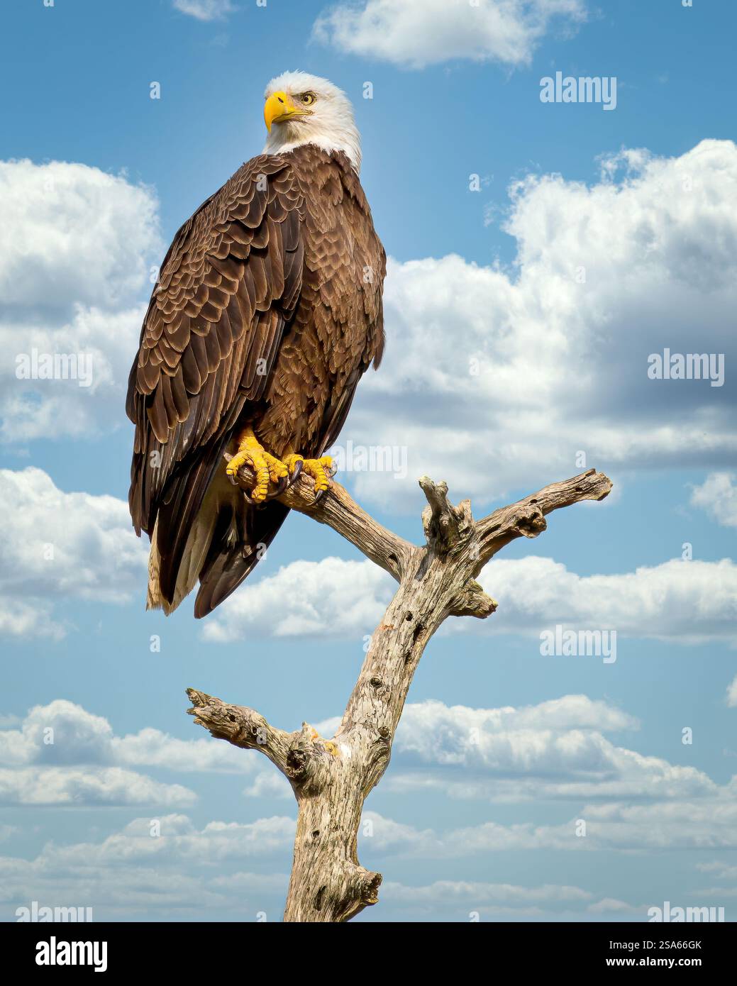 Bald Eagle sitting in tree searching for food Stock Photo - Alamy