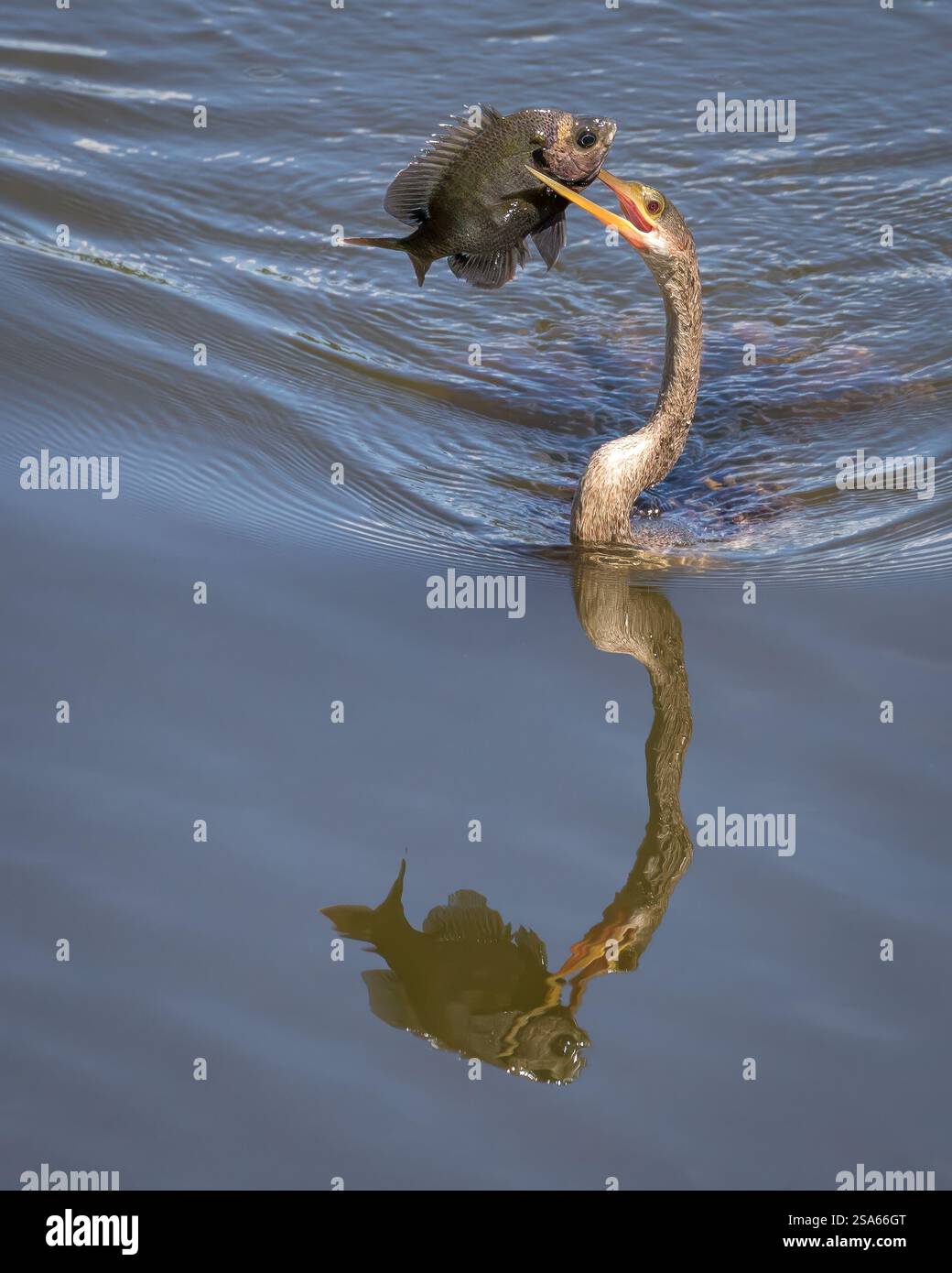 Anhinga catching fresh fish Stock Photo - Alamy