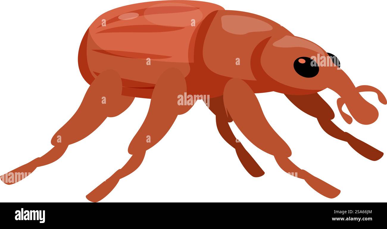 Brown weevil is walking on six legs. Brown weevil walking with six legs ...