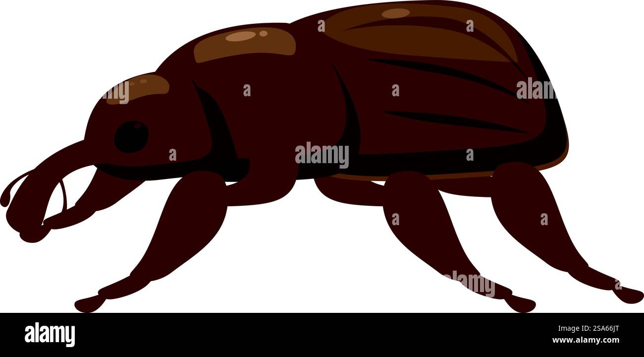 Brown beetle insect is crawling with its six legs. Brown beetle insect ...