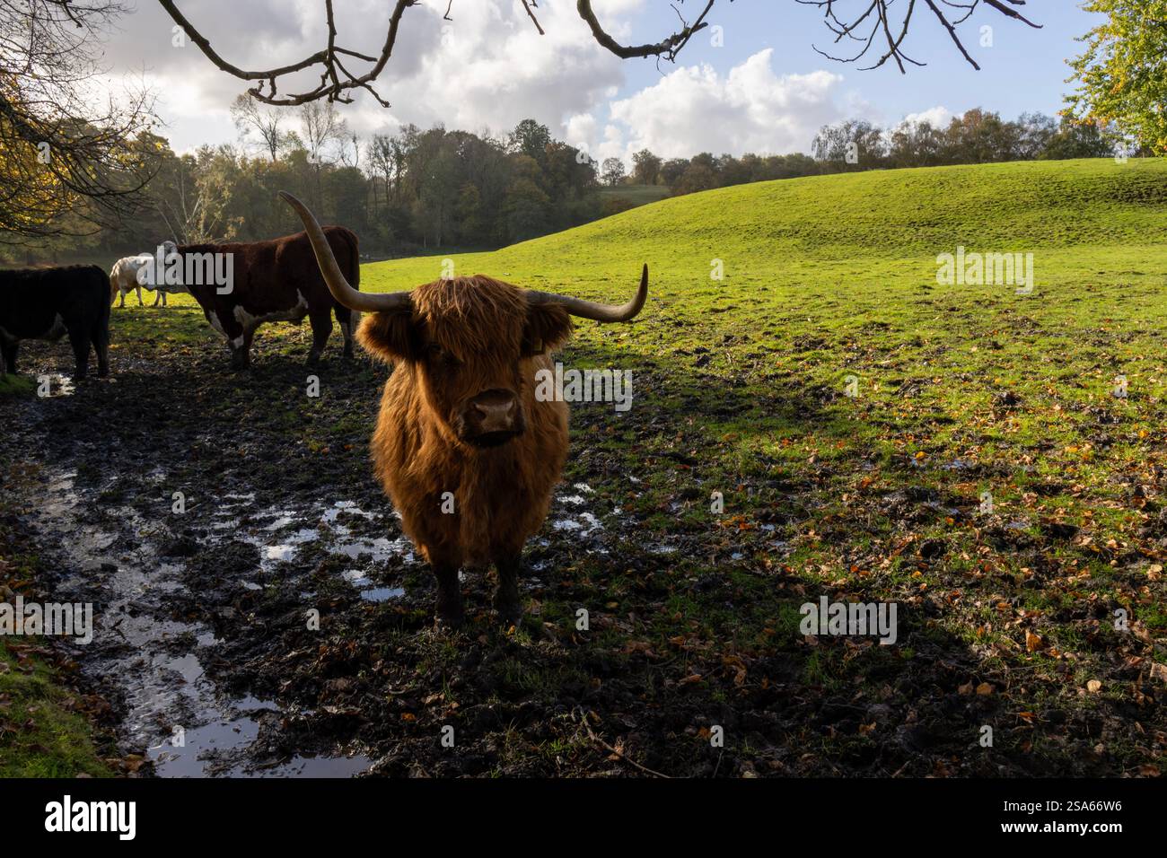 Highland Cow in Heaton Park, Manchester Stock Photo - Alamy