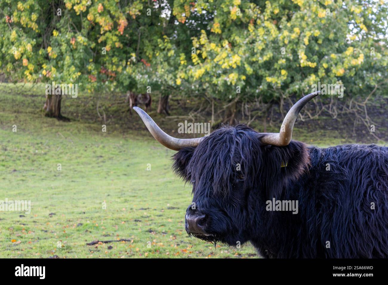 Closeup of Highland Cow in Heaton Park, Manchester Stock Photo - Alamy