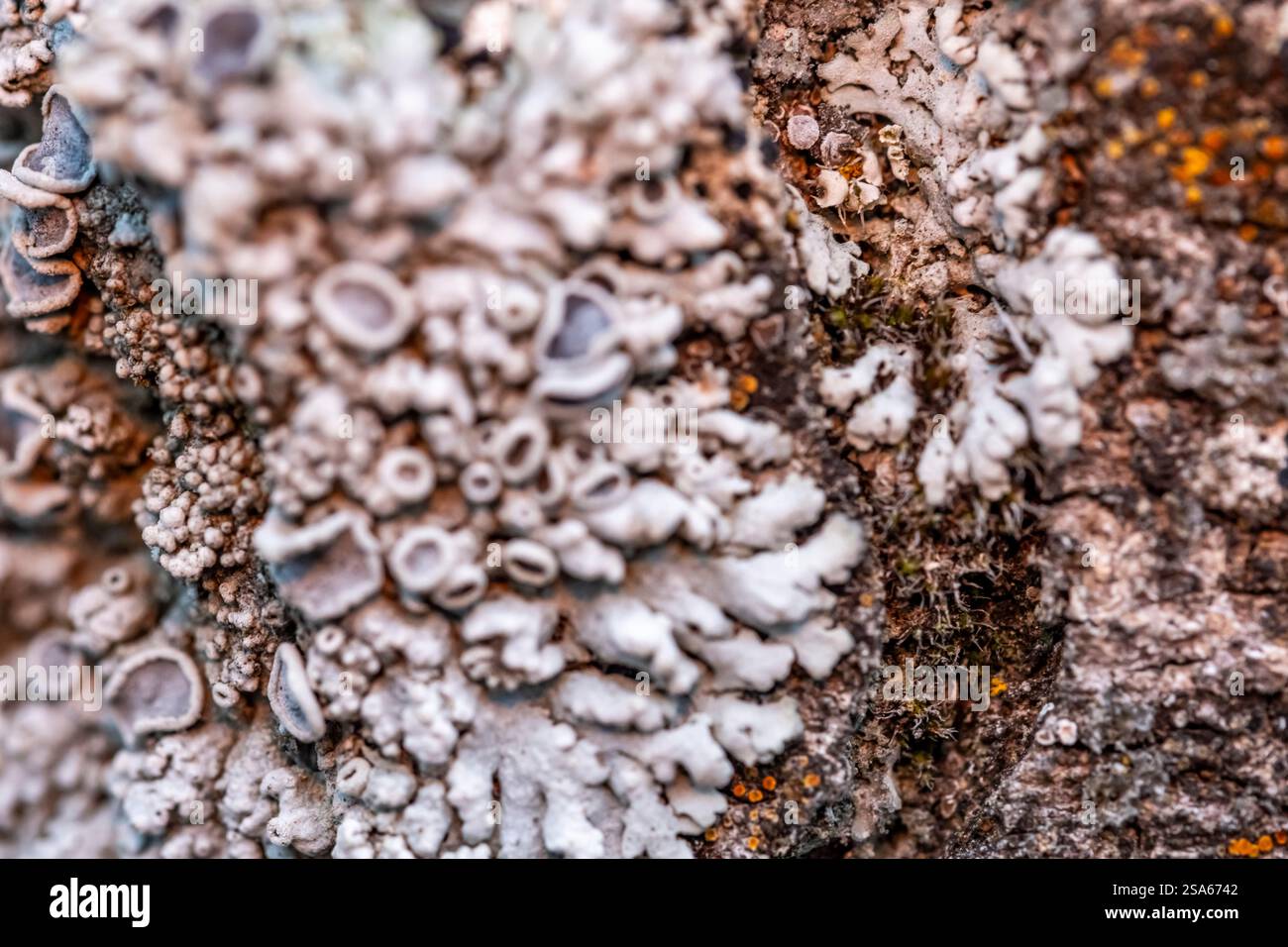 A close up of a tree with a fuzzy white substance on it. The fuzzy ...