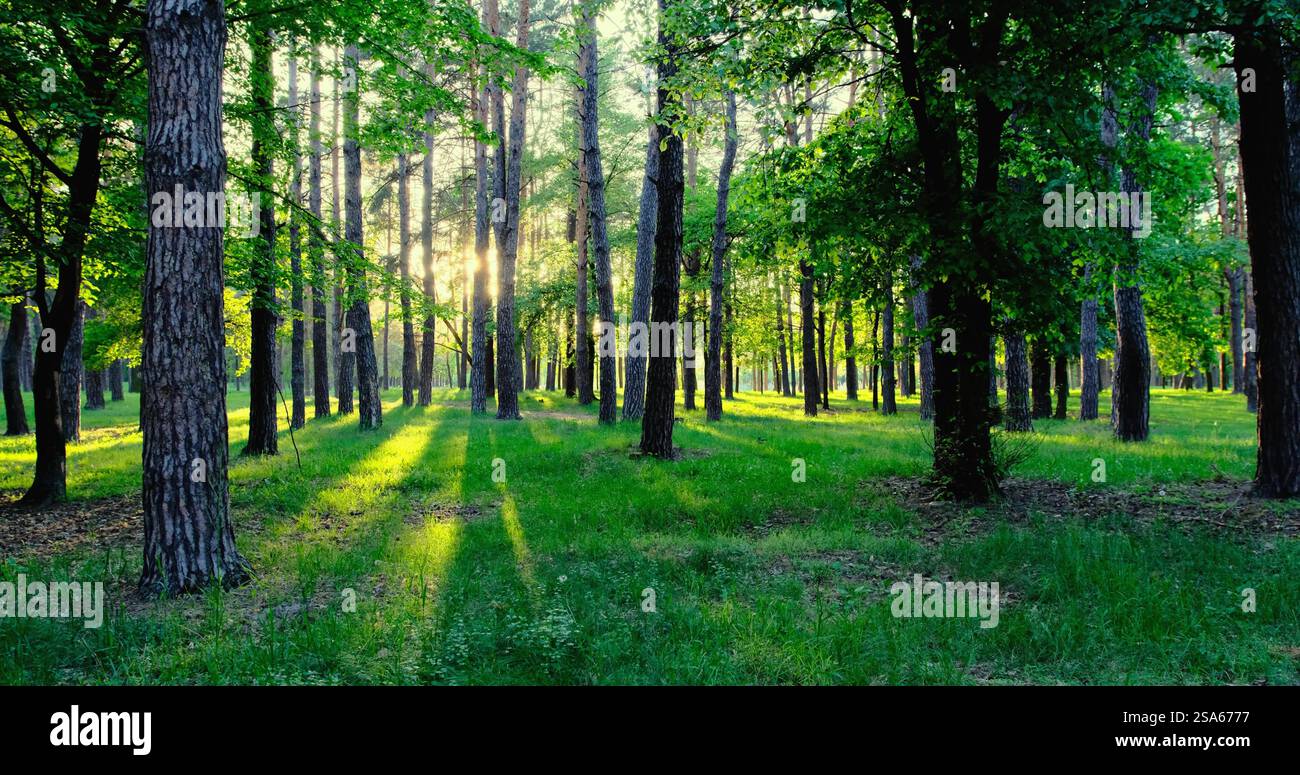 Captivating forest hi-res stock photography and images - Alamy