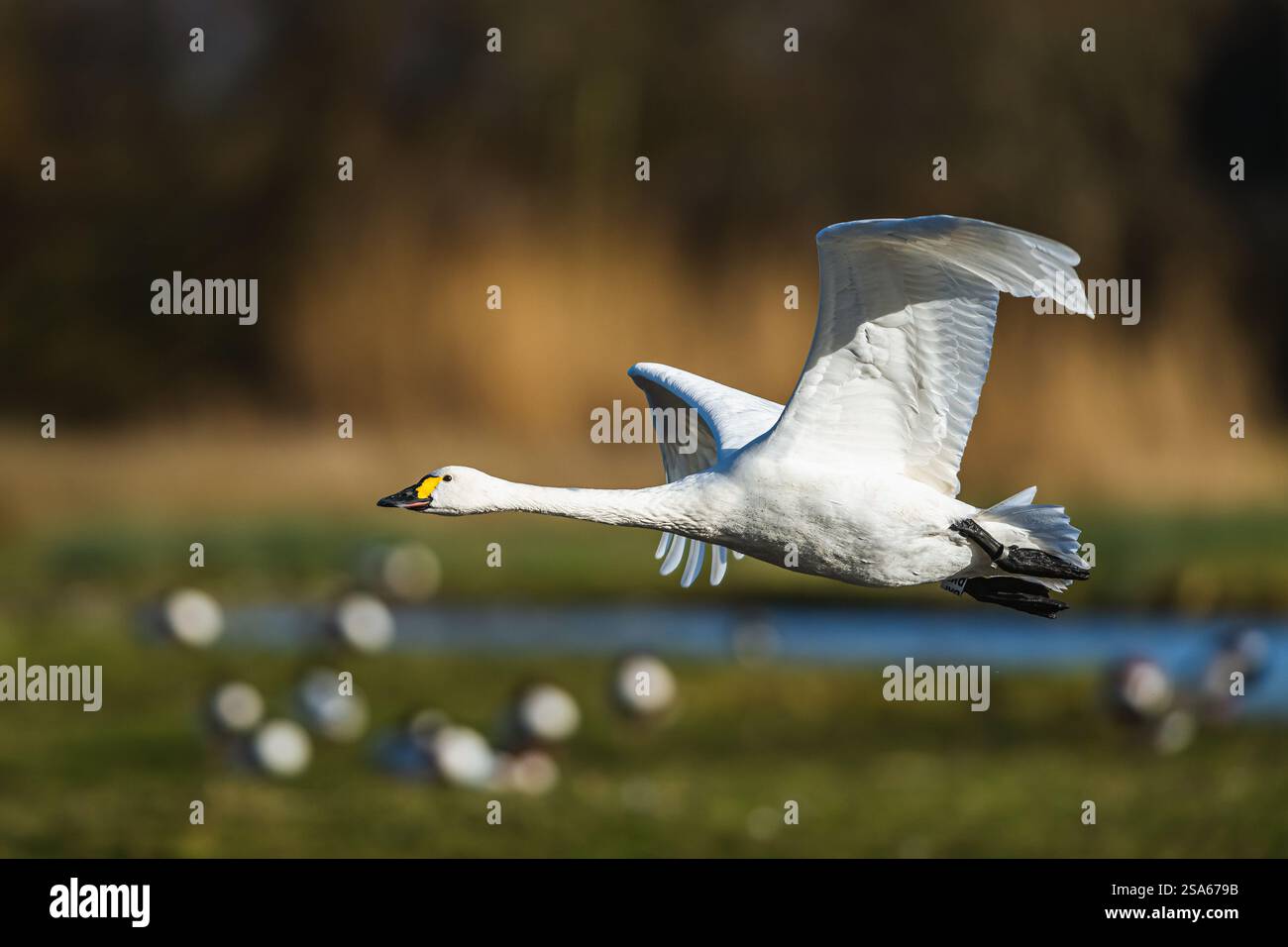 Tundra Swan, Bewick's Swan, Cygnus columbianus at winter in Slimbridge ...