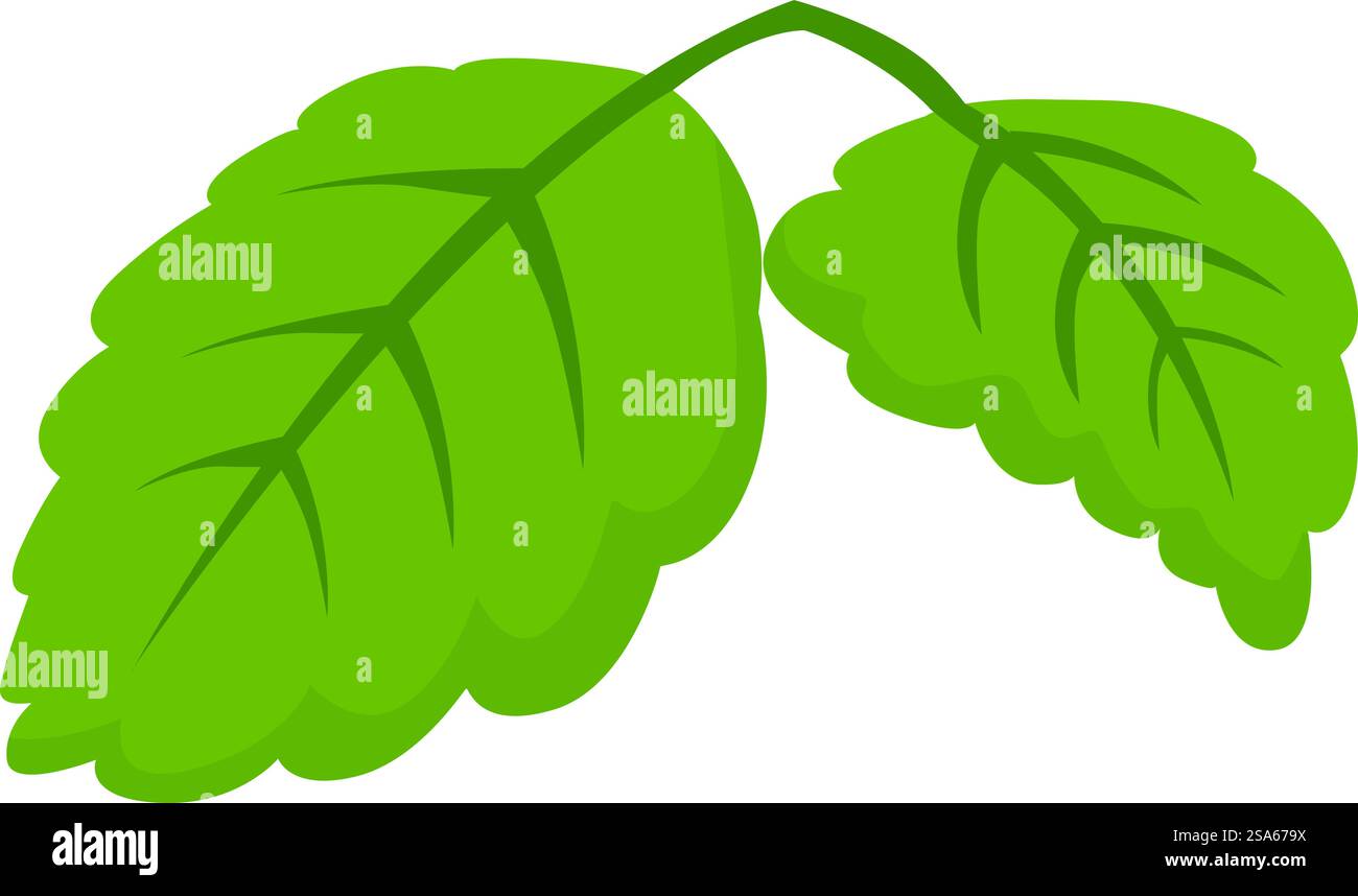 Simple illustration of two green mint leaves growing on stem. Green ...