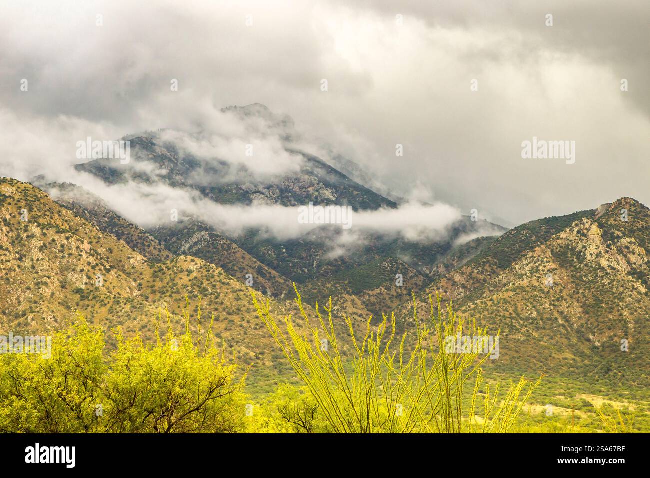USA, Arizona, Santa Rita Mountains. Mountain landscape with ocotillo ...