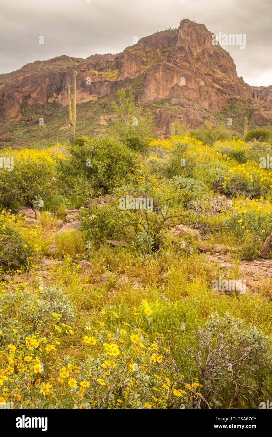 USA, Arizona, Superstition Wilderness. Desert cacti and wildflowers on ...