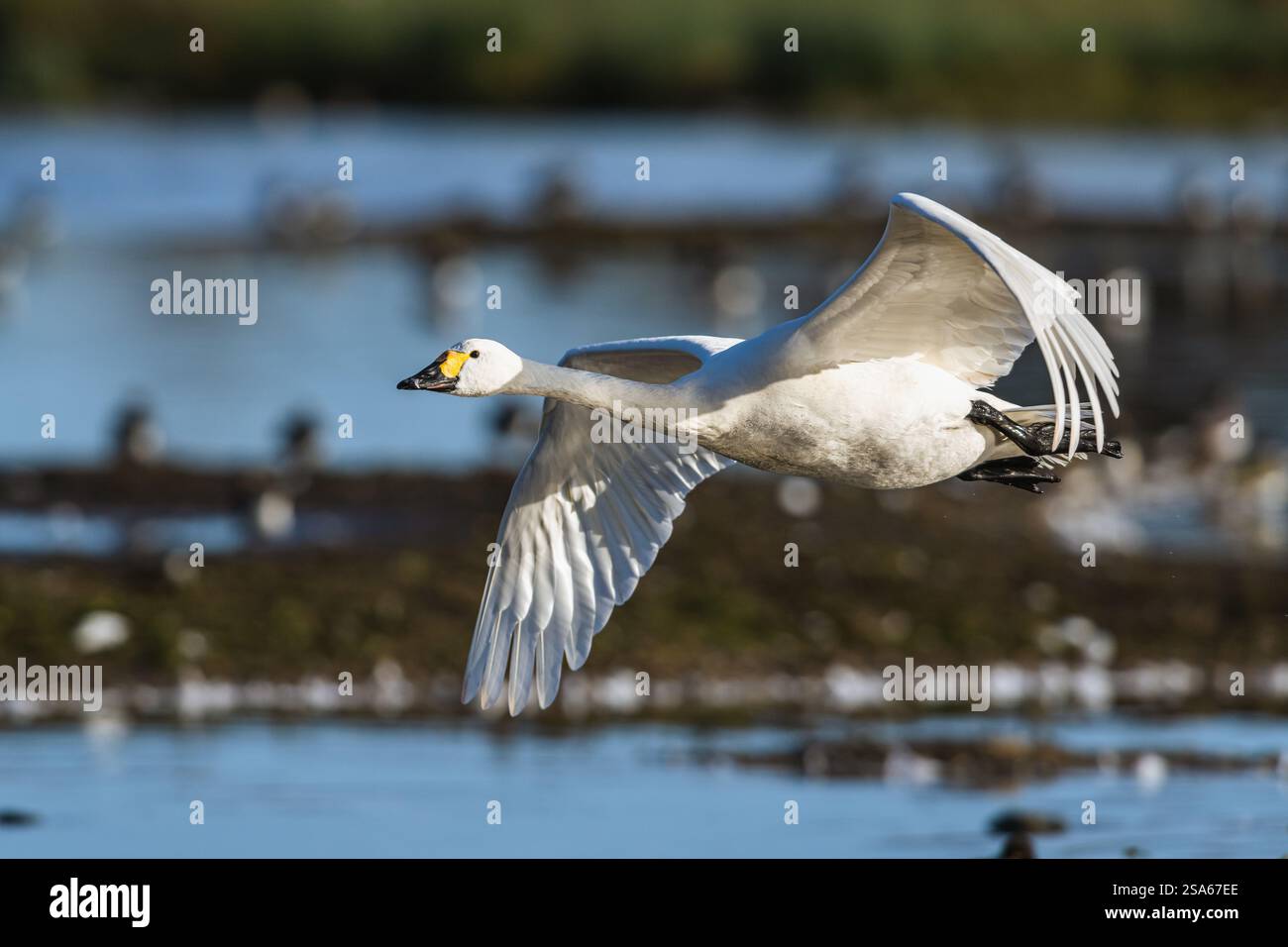 Tundra Swan, Bewick's Swan, Cygnus columbianus at winter in Slimbridge ...