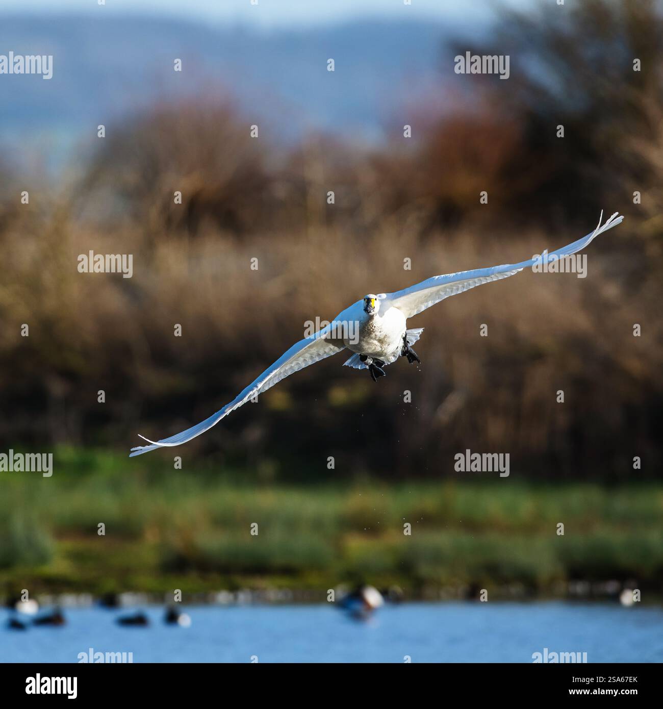 Tundra Swan, Bewick's Swan, Cygnus columbianus at winter in Slimbridge ...