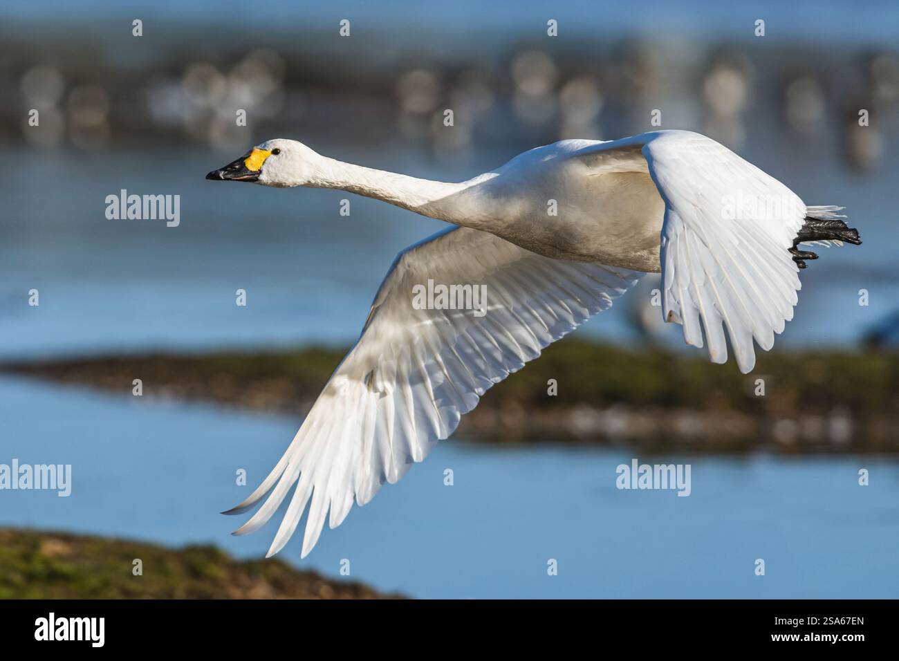 Tundra Swan, Bewick's Swan, Cygnus columbianus at winter in Slimbridge ...