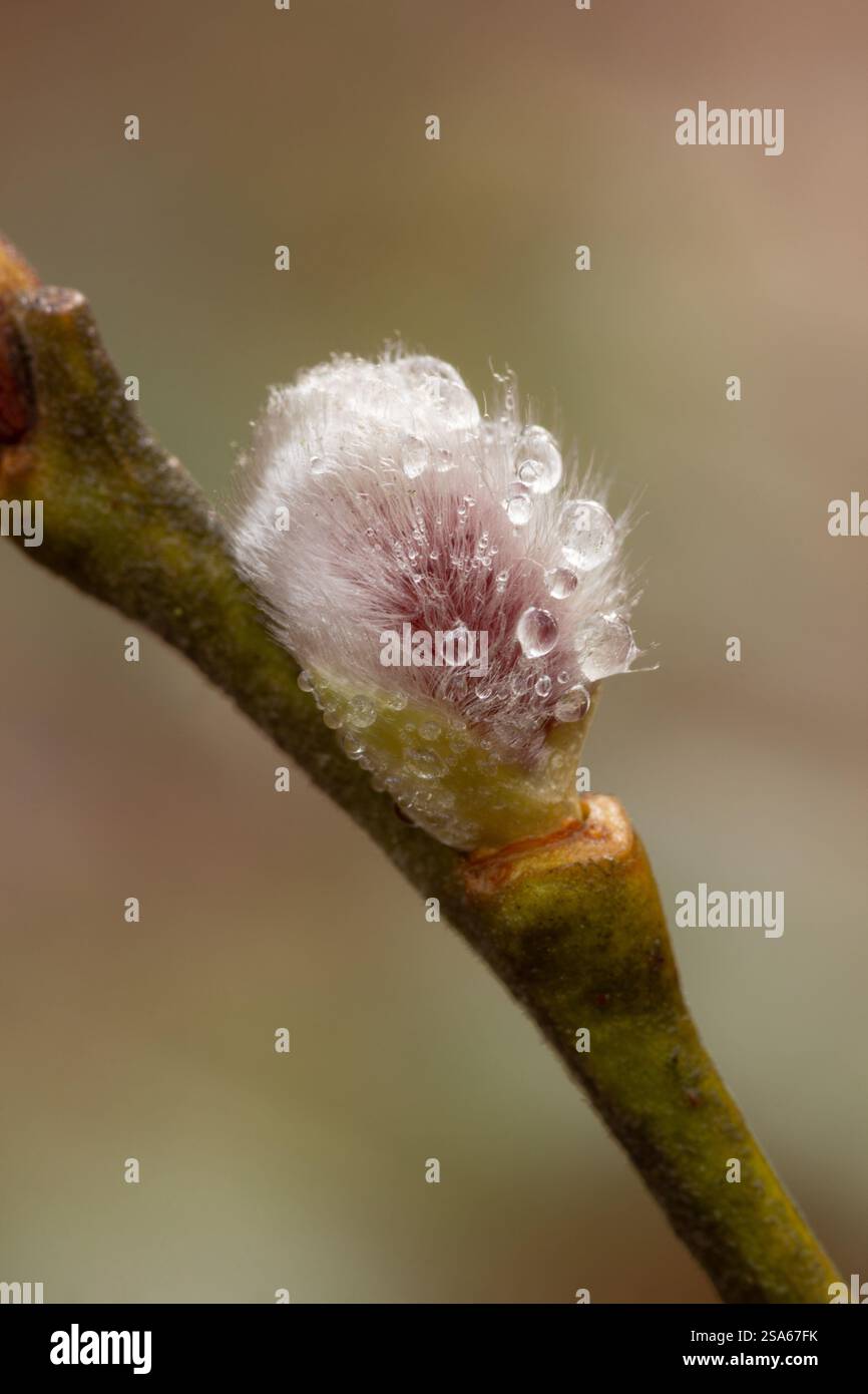 A macro photograph of a fluffy willow bud covered in water droplets ...