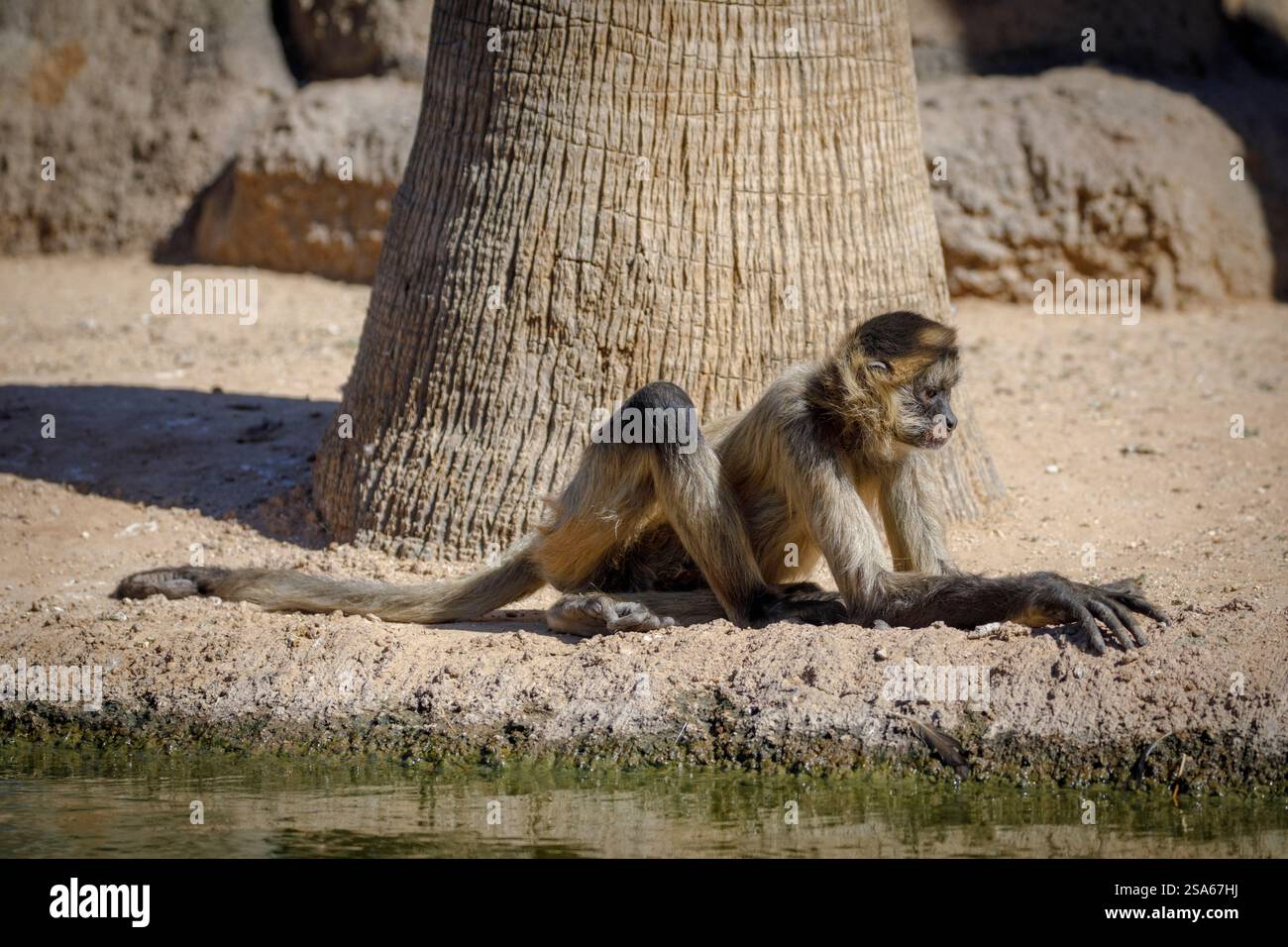 USA, Arizona, Waddell, Wildlife World Zoo. Black-handed spider monkey ...