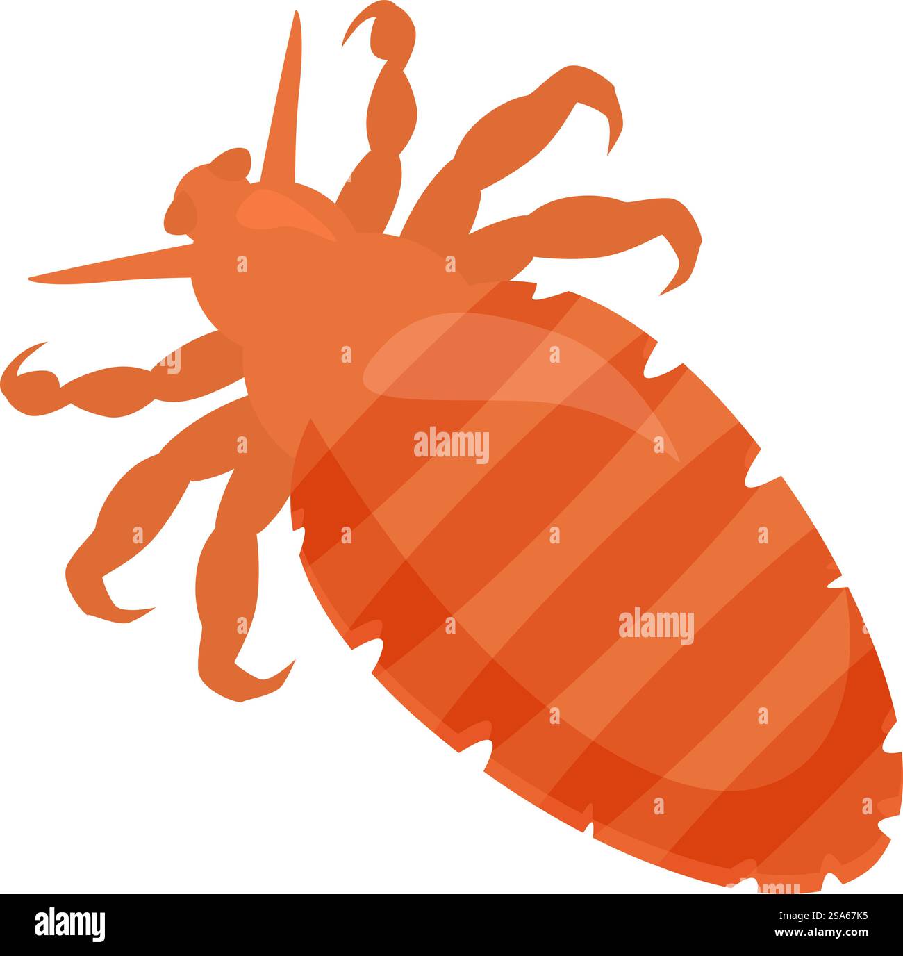 Louse insect spreading infection through blood sucking, skin parasite ...