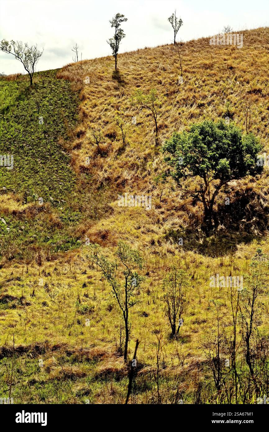Dry landscape during dry season in Tabundung, East Sumba, East Nusa ...