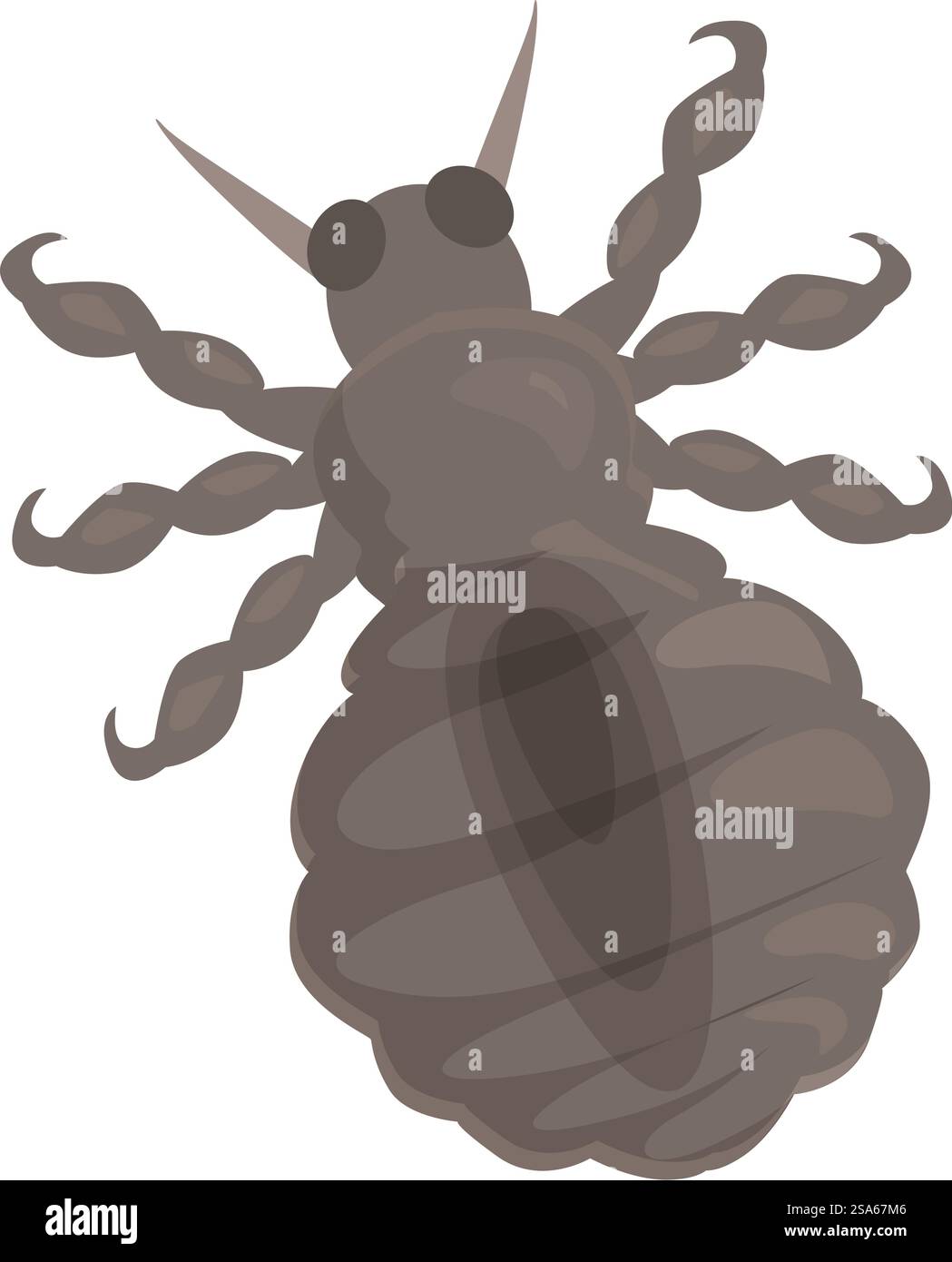 Louse insect spreading, looking for food, parasitic animal living on ...