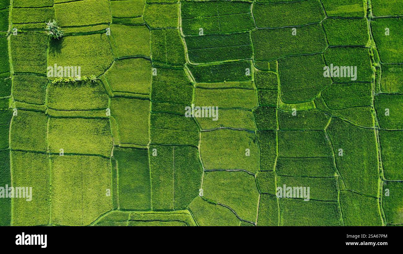 The famous rice fields of Bali, Indonesia, seen from above Stock Photo ...