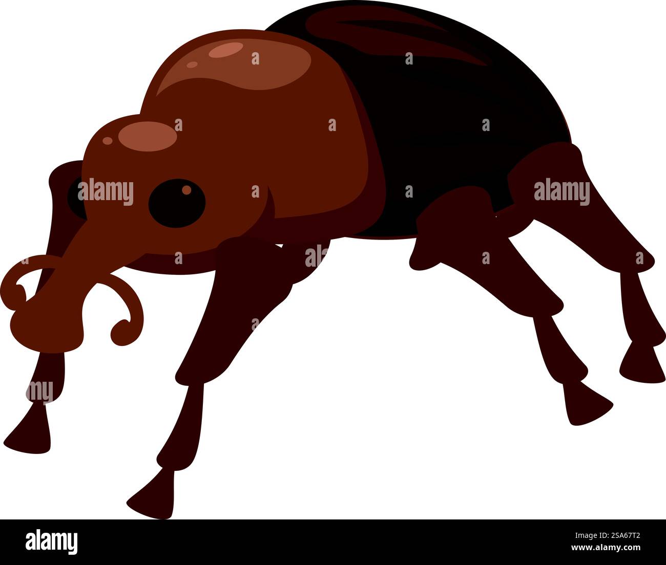 Brown weevil beetle walking isolated on white background. Brown weevil ...